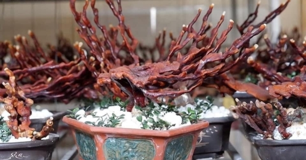 Biến loại cây đã đắt nay còn đắt hơn với kiểu dáng bonsai độc đáo, giá ngang chiếc xe