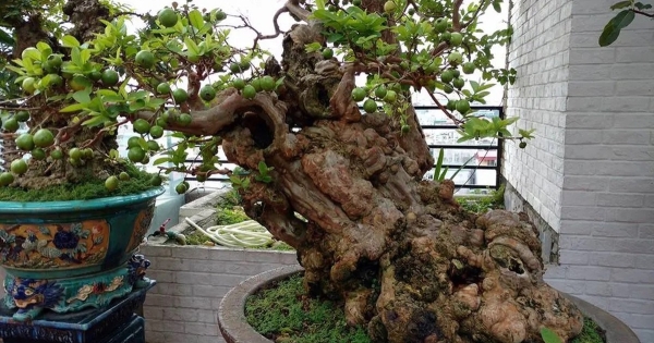 Cây ăn quả quen thuộc nay biến thành "bonsai vạn người mê", có cây vài tỷ đồng