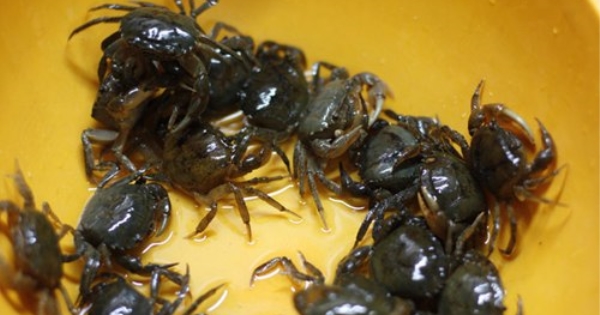 M?o hay ch?n cua ??ng ngon, nhi?u th?t