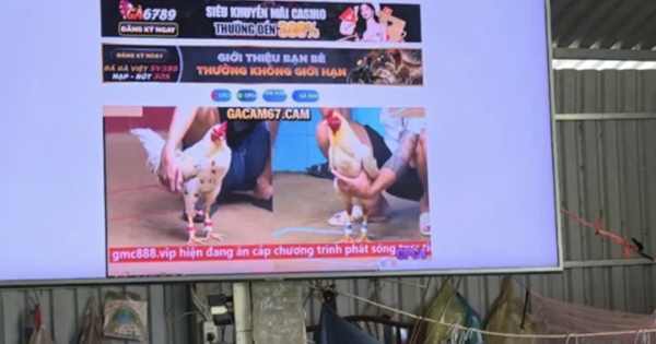 Triệt phá tụ điểm đá gà ăn thua bằng tiền "qua màn hình tivi" ở Đồng Tháp