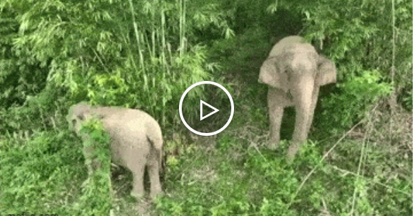 Clip: Hai mẹ con voi vào rừng keo của người dân để kiếm ăn ở Nghệ An
