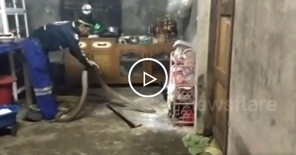 Rắn hổ mang chúa "khủng" dài 4m ẩn mình dưới gầm tủ bếp, cả gia đình ...