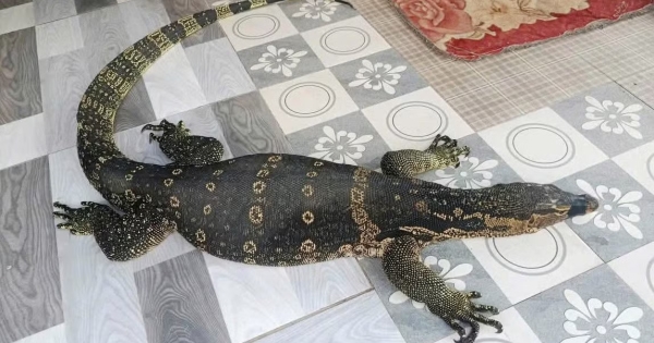 Con vật "lạ" nặng 6,5kg, khắp mình có "ký tự đặc biệt" bất ngờ xuất ...