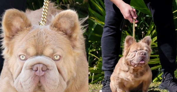 Ngỡ ngàng với vẻ đẹp "hiếm có khó tìm" của chú Bulldog đắt giá nhất thế ...