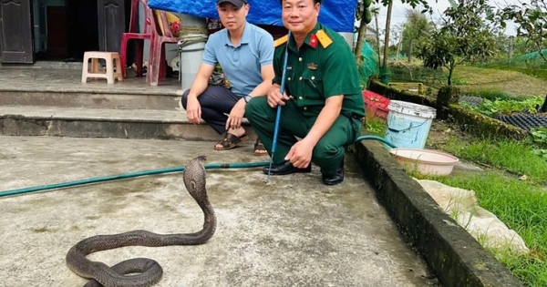 Vụ phát hiện 676 con rắn hổ mang, nặng gần 1.000 kg trên xe khách: Bàn ...