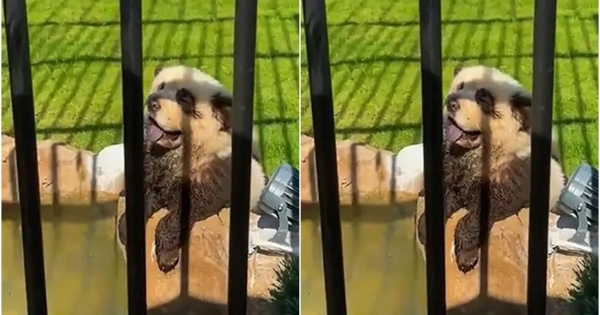 Clip: "Gấu panda" ở sở thú bất ngờ sủa gâu gâu, khách tham quan đòi ...