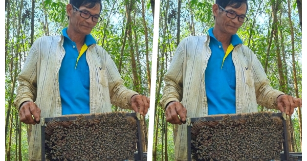 20 năm rong ruổi cùng ong, lão nông "biến" triệu quân tí hon thành cơ ...