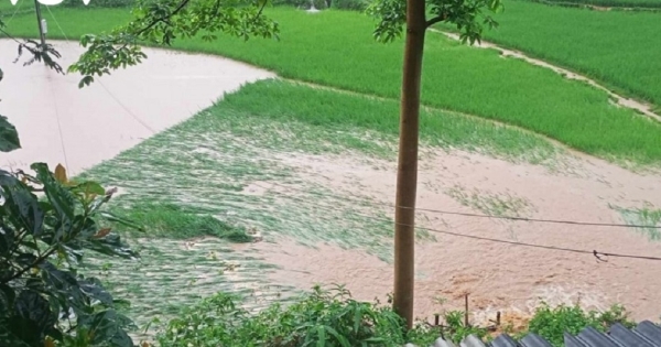 Mưa lớn, người phụ nữ Sơn La đi chăn bò bị lũ cuốn trôi