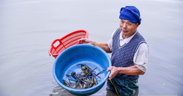 Nuôi con vật "bật tanh tách" trên ruộng lúa, nhiều nông dân ở Thanh Hóa ...