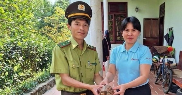 Phát hiện rùa hộp trán vàng miền Trung quý hiếm trong vườn nhà dân