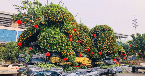 Đại gia Hưng Yên “xuống tiền” chốt chậu quýt khổng lồ nặng 12 tấn về ...