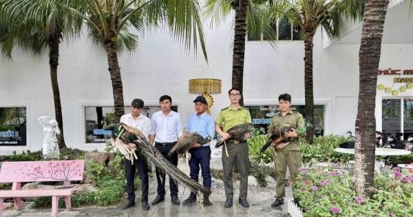 Tin tức thời sự 24h: 4 chim công quý hiếm được người dân giao nộp ở TP.HCM