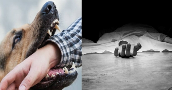 Thương tâm: Cứu chó hoang gặp nạn, nam cầu thủ bất ngờ bị cắn, tử vong ...