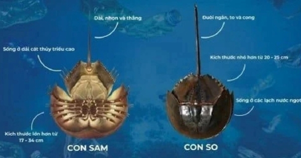 Ăn nhầm con giống con sam biển, người đàn ông ở TP.HCM suýt mất mạng