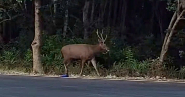 Xuất hiện con nai "to bằng con bò", đôi sừng to và đẹp ở Rừng Sác: Ban ...