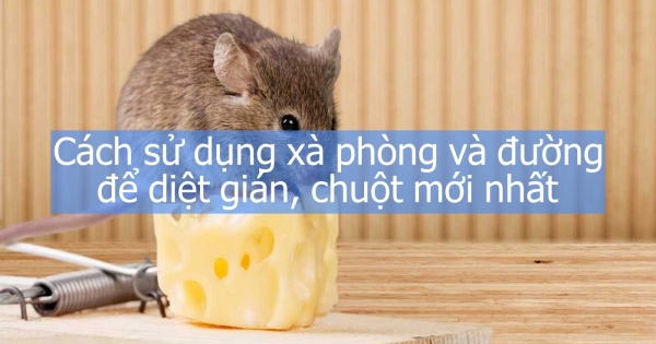 Cách sử dụng xà phòng và đường để diệt gián, chuột mới nhất