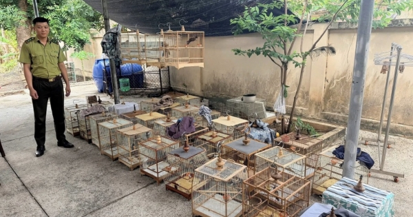 Lý do 35 con chim chào mào ở TPHCM bị tạm giữ
