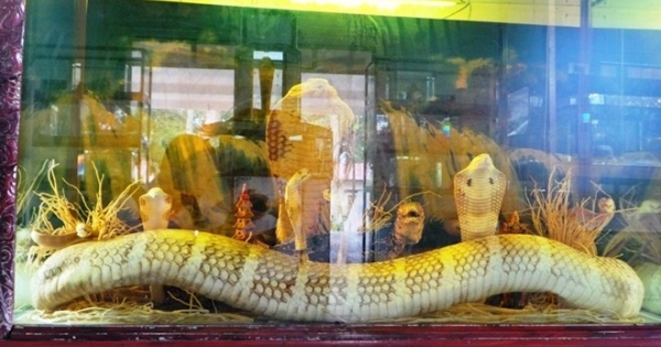 Cận cảnh những con rắn hổ mang chúa “khủng” ở Việt Nam