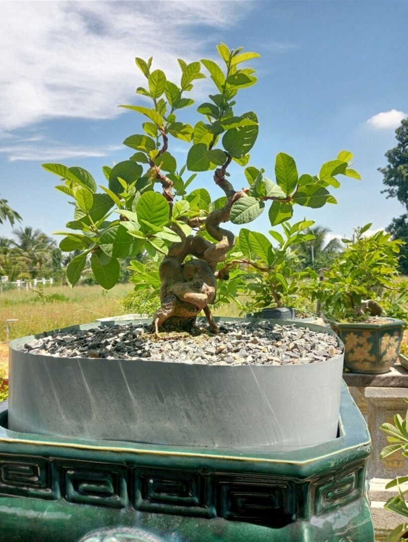 Cây ăn quả quen thuộc nay biến thành "bonsai vạn người mê", có cây vài tỷ đồng