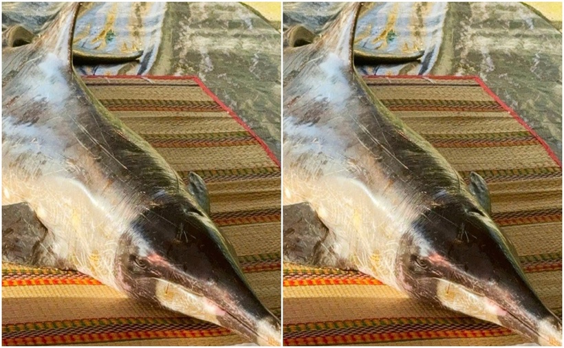 Tin tức thời sự ngày (15/11): Cá heo dài 2m dạt vào bờ biển Cam Ranh