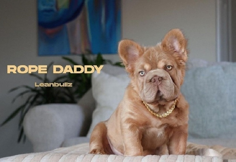 Ngỡ ngàng với vẻ đẹp "hiếm có khó tìm" của chú Bulldog đắt giá nhất thế ...