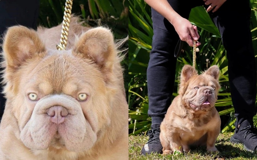 Ngỡ ngàng với vẻ đẹp "hiếm có khó tìm" của chú Bulldog đắt giá nhất thế ...